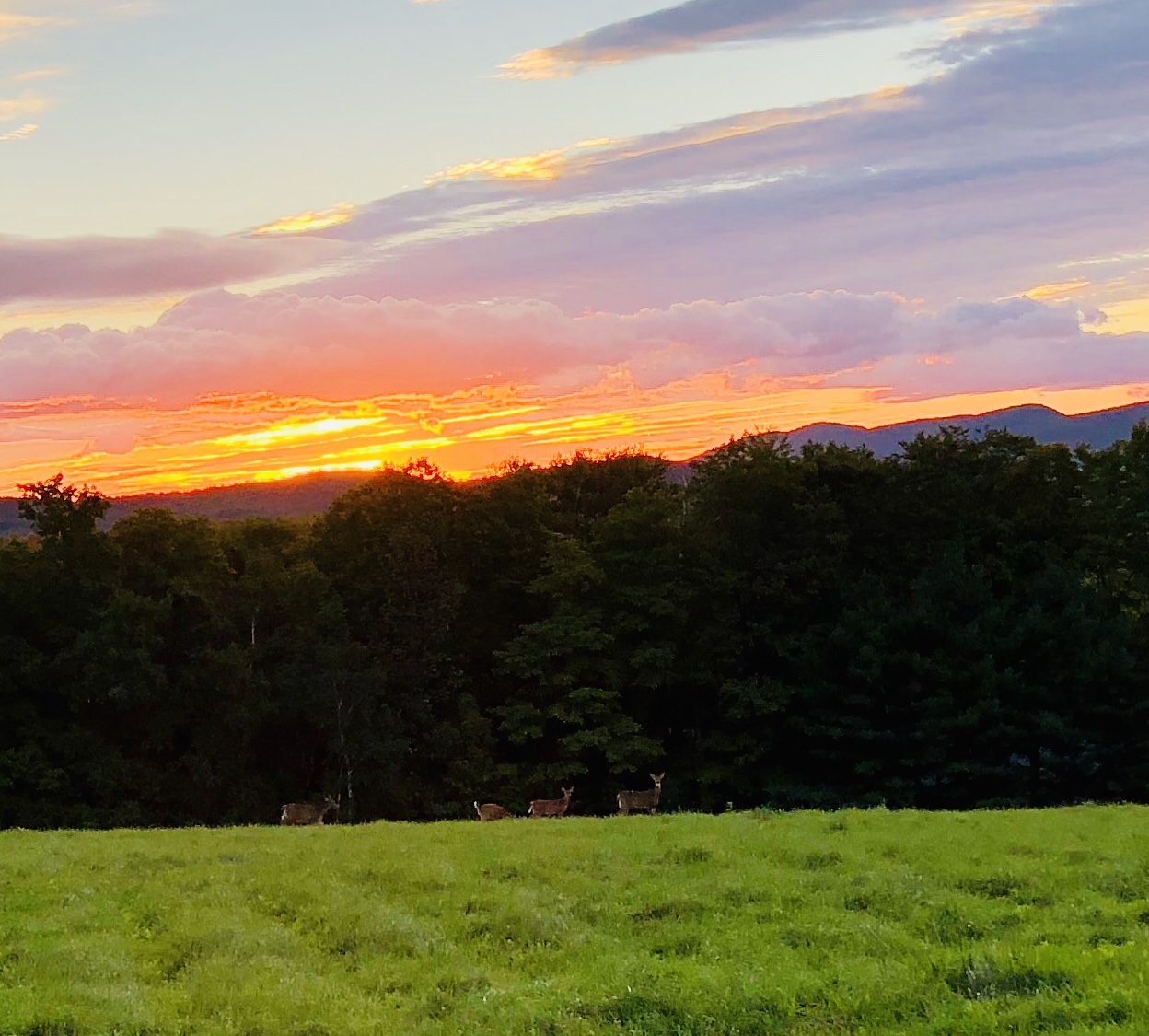 Deer At Sunset – WebTeck Photography